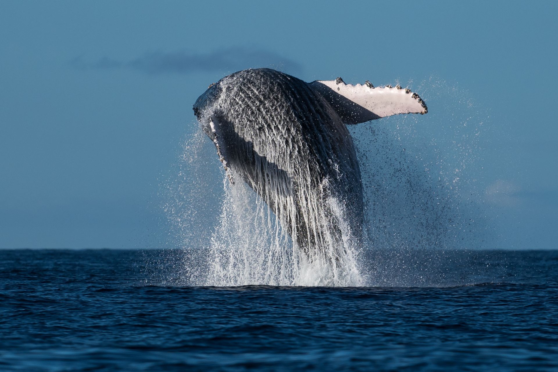 Experience the Majesty of the Ocean: Discover the Thrills of Whale ...